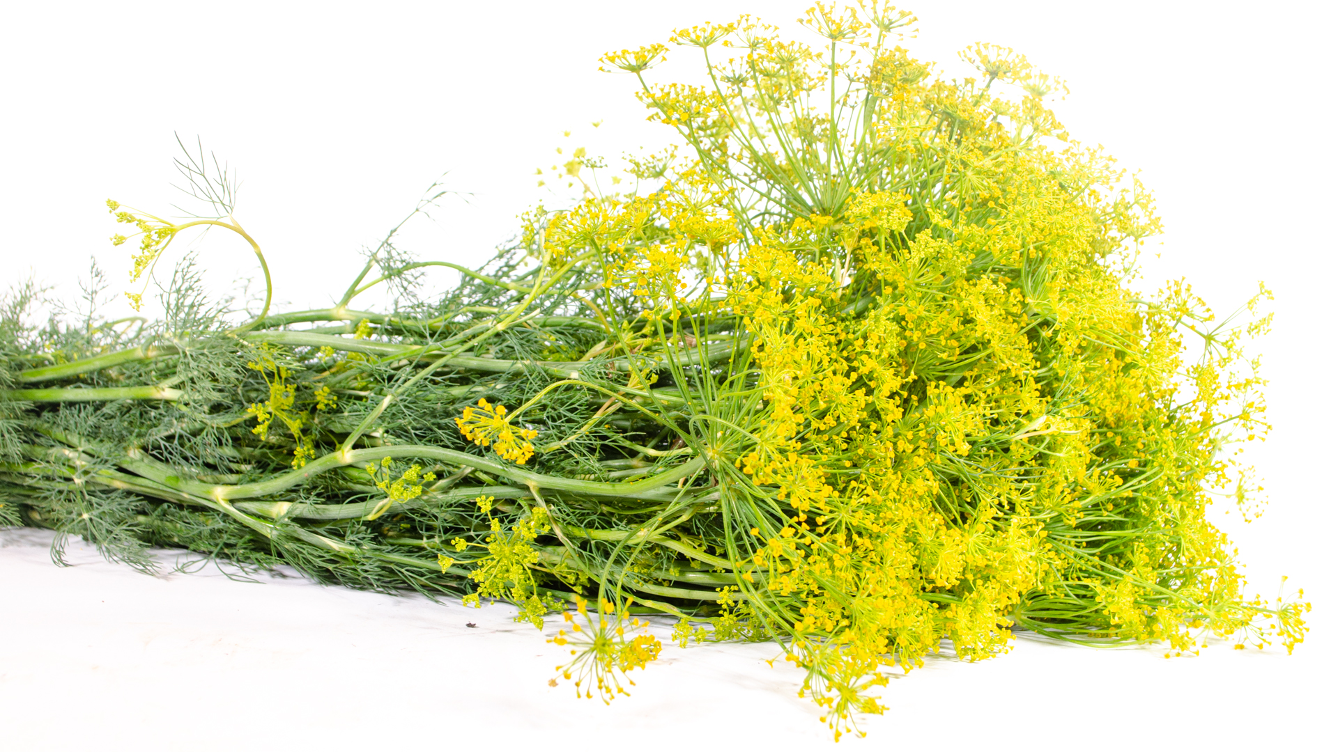 Dill Bluten Essbar