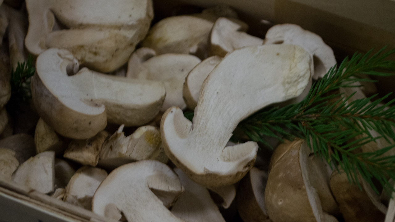 Frische Steinpilze vom Großmarkt bestellen